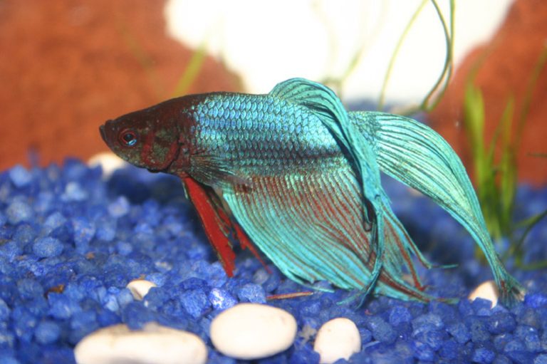 Betta Splendens o Pesce Combattente - Allevamento in Acquario ...