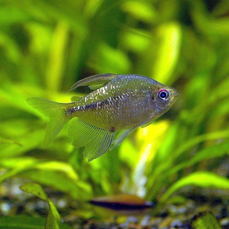 Moenkhausia Pittieri o Tetra Diamante - Allevamento in Acquario ...