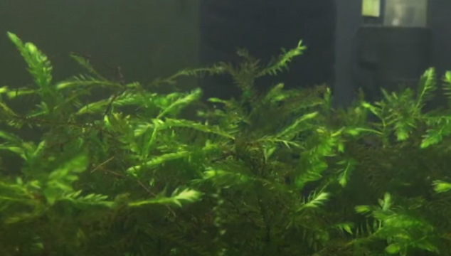 Fontinalis Antipyretica - Scheda Coltivazione e Caratteristiche